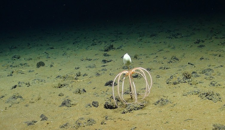 'Porco-do-mar Barbie': expedição ao fundo do mar do Pacífico revela ...